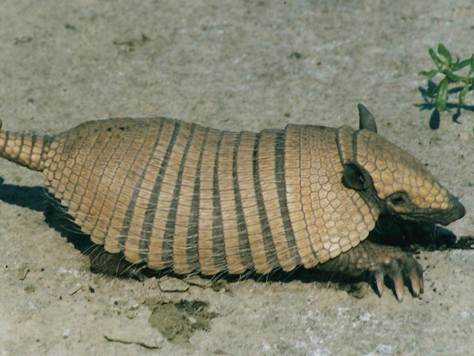 SIX-BANDED ARMADILLO Euphractus sexcinctus FAUNA PARAGUAY
